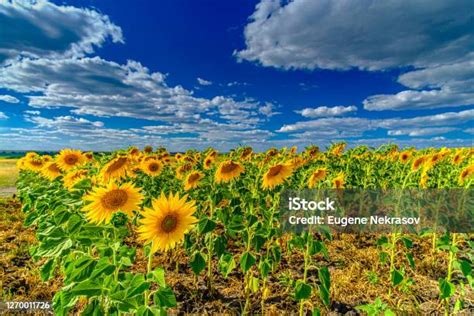 푸른 하늘을 배경으로 해바라기밭 화창한 여름 날에 밝은 노란색 꽃 해바라기 하늘에 하얀 적운 구름 아름다운 자연 배경 0명에 대한 스톡 사진 및 기타 이미지 Istock