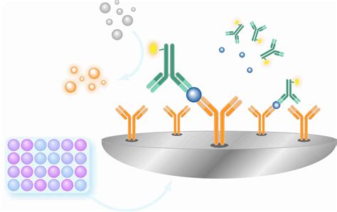 Customized Multiple Assays Development With Magnetic COOH Particles CD Bioparticles