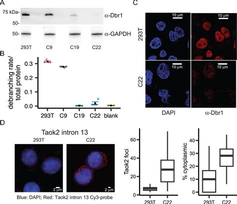 The Debranching Enzyme Dbr1 Regulates Lariat Turnover And Intron Splicing Pmc