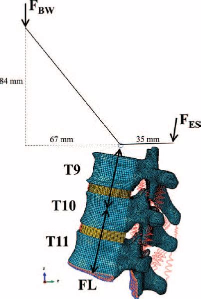 Scheme Of Loads Applied On The Thoracic Segment As Suggested By Download Scientific Diagram