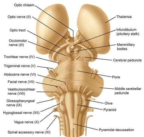 Neuro Final Exam Flashcards Quizlet