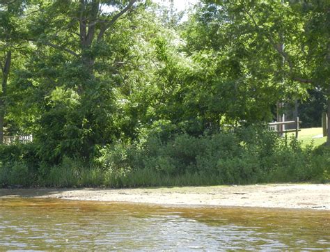 Native Plants For Riparian Corridors In Ct Guide Available