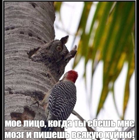 Мем мое лицо когда ты ебешь мне мозг и пишешь всякую хуйню Все шаблоны Meme