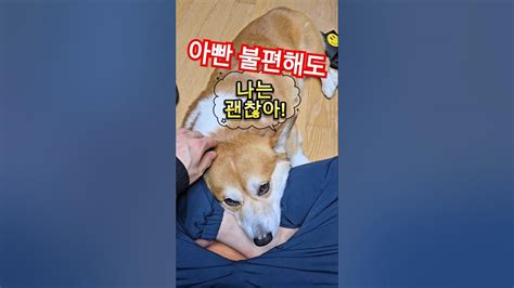 방해쟁이 웰시코기 자퇴 웰시코기 리트리버 Youtube