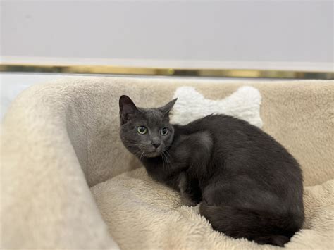 러시안블루 딸기 하이랜드폴드책임분양 애완견책임분양 반려견책임분양 소형견키우는방법 중형견키우는방법 대형견키우는방법 미니비숑프리제키우는방법 토이푸들키우는방법 골든리트리버키우는