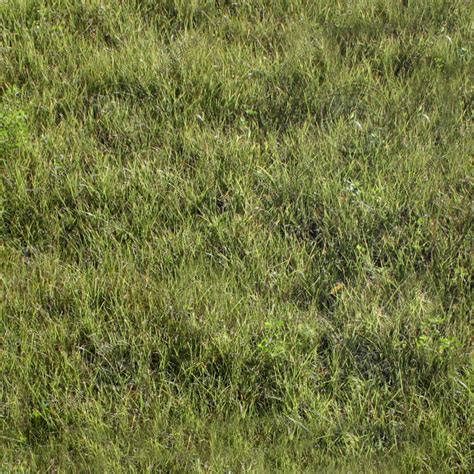 Texture  Grass Wild Weed