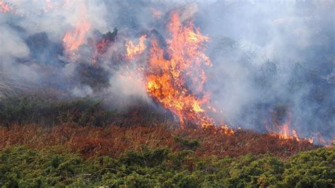 Сухи треви и храсти пламнаха над Дупница Новини бг