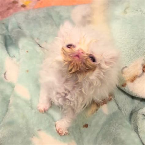 Wisp The Cat On Tumblr