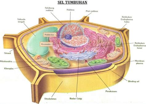 Komponen Utama Penyusun Dinding Sel Tumbuhan Adalah Dalchaebi
