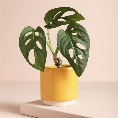 Mini Mustard Planter Ivyline Homeware Lisa Angel