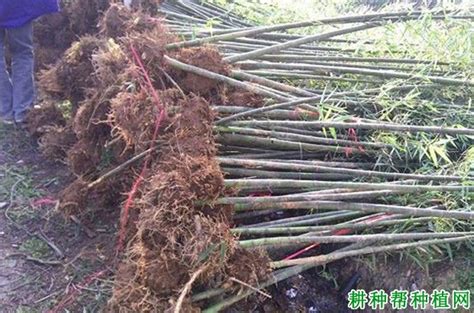 竹笋种植技术散生型笋用竹种植竹苗如何挑选 图片 耕种帮种植网