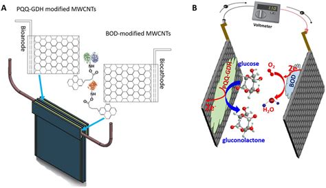 A Schematic Illustration Of The Enzymatic Glucose Biofuel Cell Unit