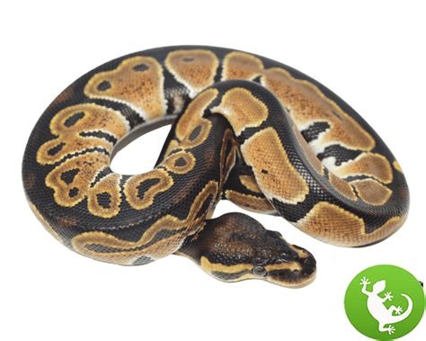 Healthy Hra Ball Python For Sale Ultimate Reptile 2025