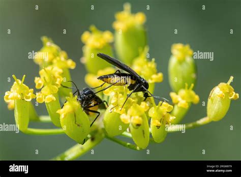 Sawflies Sawfly Insects On Wild Parsnip Flowers Pastinaca Sativa Hampshire England Uk Stock