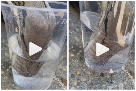 Viral Video Thirsty Python Drinks Water From Glass Within Seconds