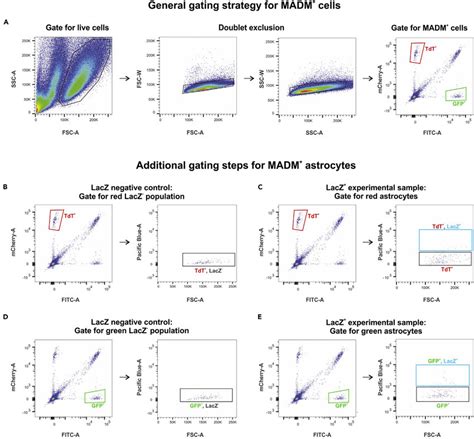 Gating Strategy For Facs Experiments A Gating Steps For Sorting Download Scientific Diagram