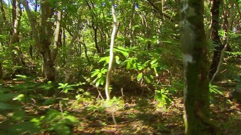 지구온난화와 한반도의 기후 변화에 따른 생태변화 네이버 Tv