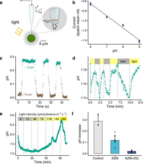 单细胞纳米和微型浮游植物细胞的藻圈 Ph 值及其对铁形态的影响 The Isme Journal X Mol