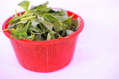 Spinach Leaves That Have Been Cleaned Very Good For Consumption Rich