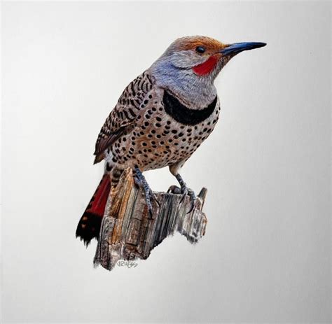 Jr Hess Red Shafted Flicker Trailside Galleries