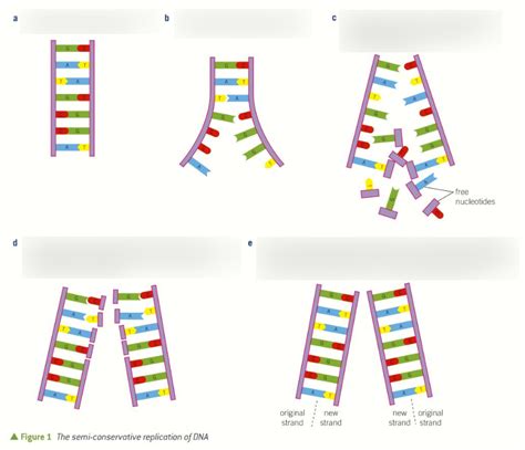 Semiconservative Replication Diagram