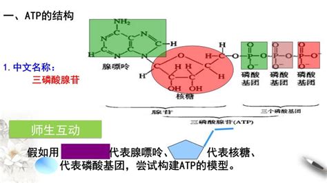 人教版 2019 必修1《分子与细胞》第5章 细胞的能量供应和利用第2节 细胞的能量“货币”atp图文ppt课件 教习网 课件下载