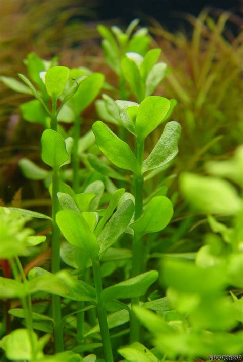 Bacopa Monnieri Water Hyssop Flowgrow Aquatic Plant Database