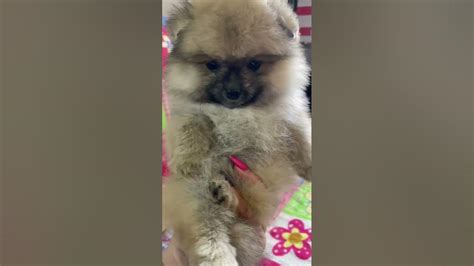 Крошка малого шпица ждёт родителей питомник щенки бульдог французскийбульдог шпиц