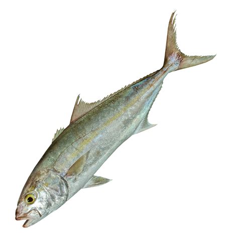 Ricciola Maggiore La Ricciola Seriola Dumerilii Il Giornale Del