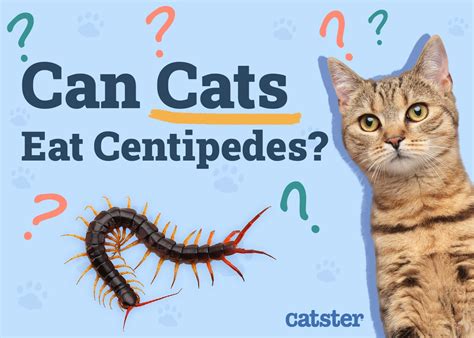 House Centipede Eating