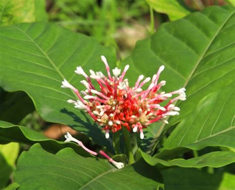 Serpentina Herbal Plant Scientific Name At Imelda Metzger Blog