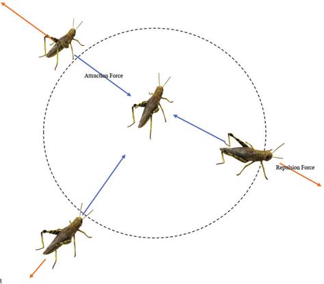 The Primitive Corrective Patterns Of Grasshopper Optimization