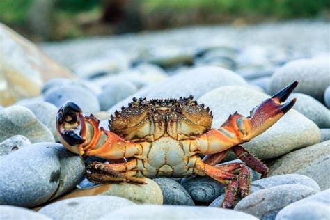 Whats The Difference Between Stone Crab And Blue Crab