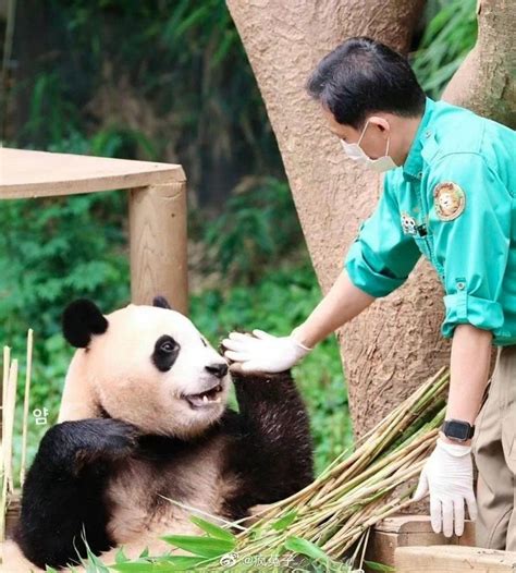 旅韓大熊貓福寶明年返中 網喊：留在南韓當財閥小公主 動物星球 生活 聯合新聞網
