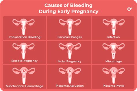 Inside The Cervix When Pregnant