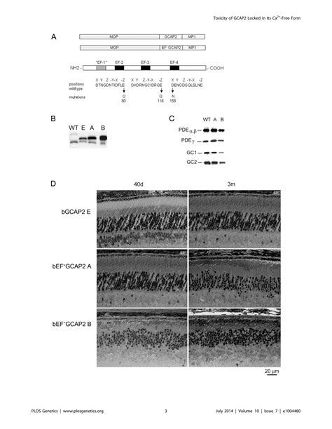 Solution Functional Ef Hands In Neuronal Calcium Sensor Gcap2