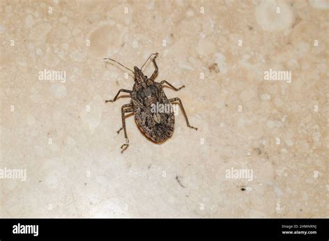 Brochymena Insect Bug Anthropod 6 Legged Pest Walking On House Flooring