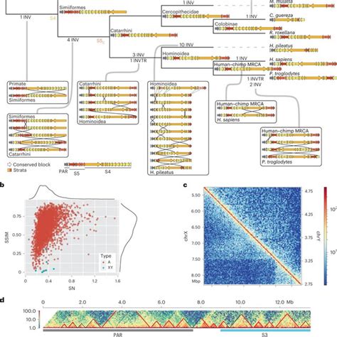 Structural And Chromatin Configuration Changes In S And S During Download Scientific Diagram