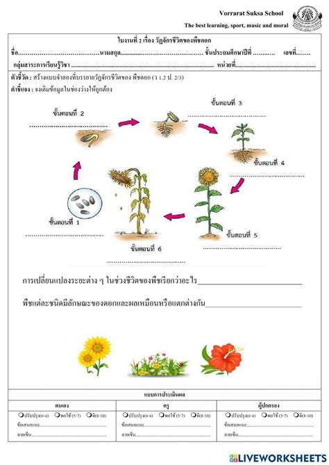 วัฏจักรชีวิตพืชดอก 1718344 Wannapa Sewong Live