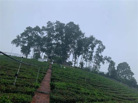 Ntea Vietnam Organic Tea Home Facebook