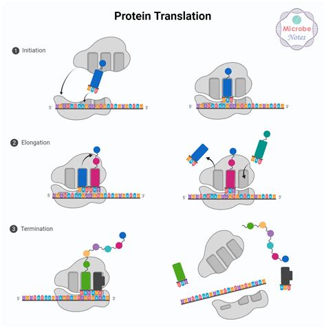 Protein Synthesis Steps Diagram