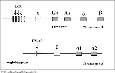 Structure Of The Human Globin And Globin Gene Locus Download Scientific Diagram