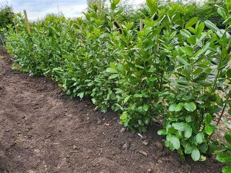 How To Plant Trim And Maintain A Laurel Hedge Evergreen Hedging