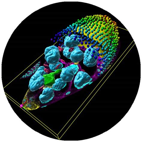 Get Imaris 101 Imaris Oxford Instruments