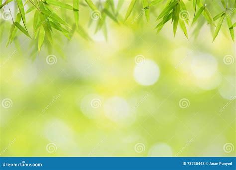 Soft Green Image Of Grass Blade Close Up With Blurred Green Background