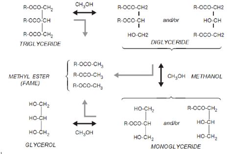 Development Of Transesterification Reaction Download Scientific Diagram