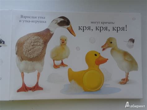 Книга: Хрю - Флит Ван. Купить книгу, читать рецензии | Лабиринт