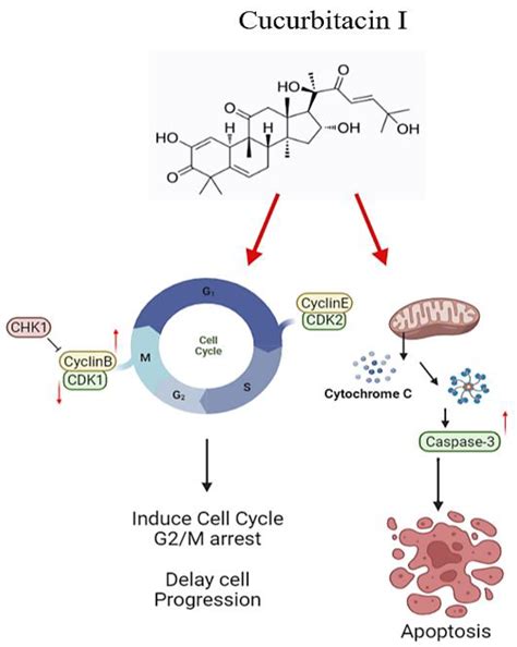 Jsi 124 Induces Cell Cycle Arrest And Regulates The Apoptosis In