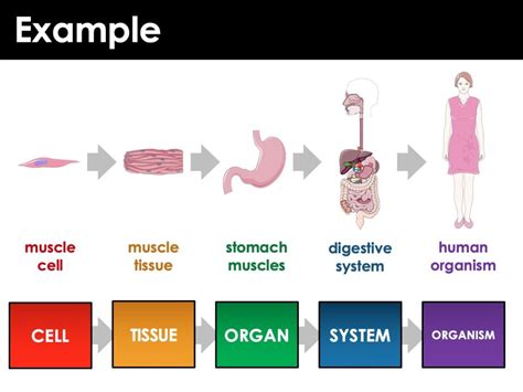 Human Organ Or Body Systems Presentation With Babe Notes FREE Made By Teachers