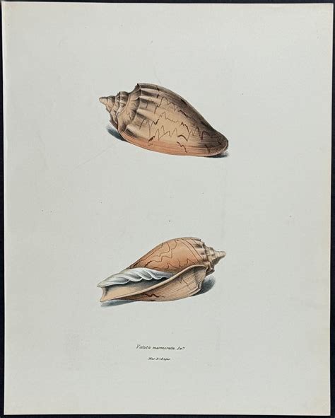Volute Shells Trillium Rare Prints